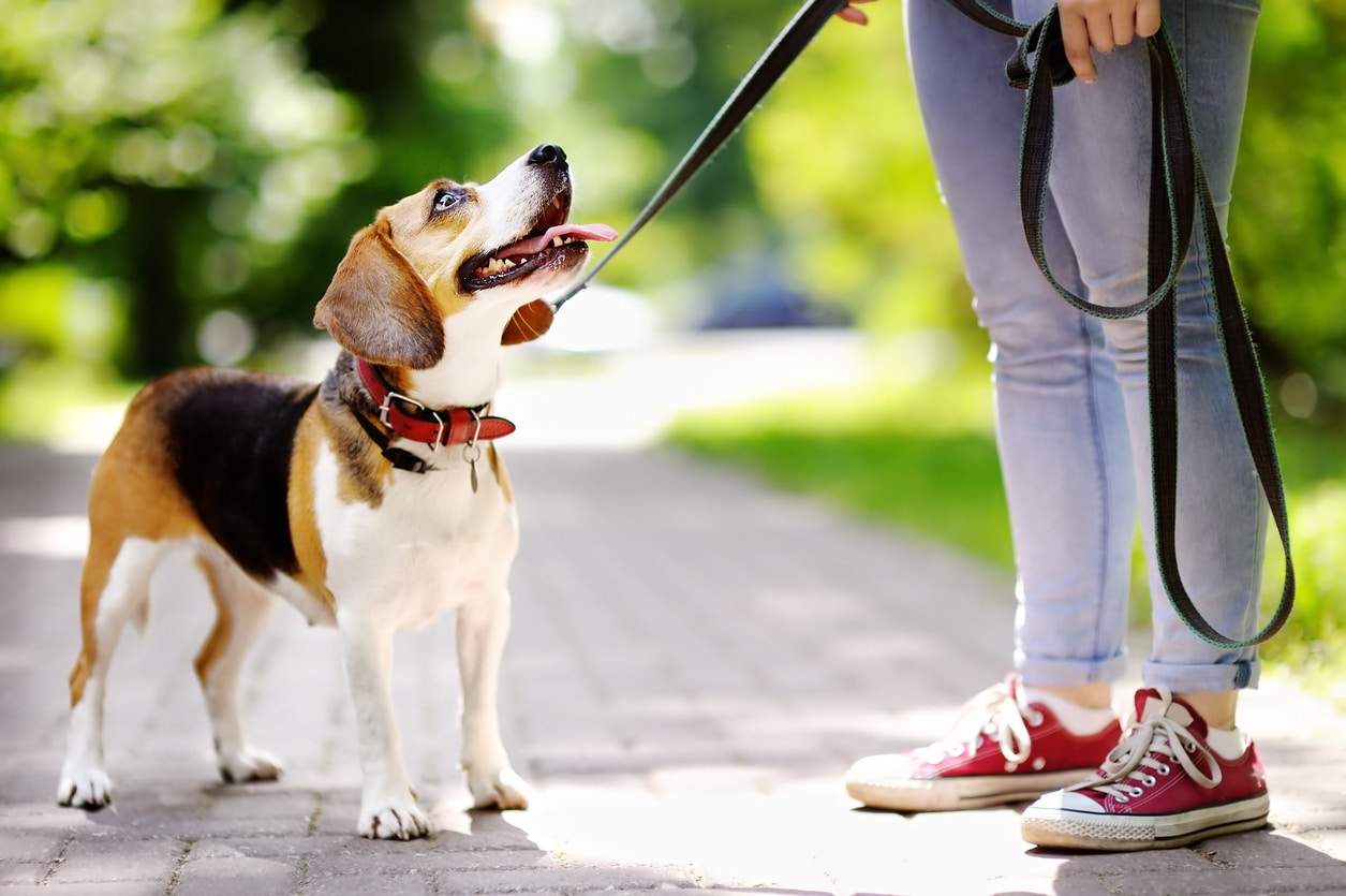 Most Common Orthopedic Dog Walking Injuries