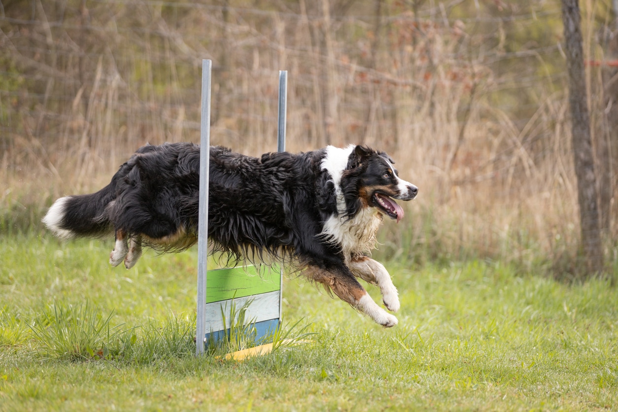 Meeker Classic Sheepdog Championship Trials Close Out Summer